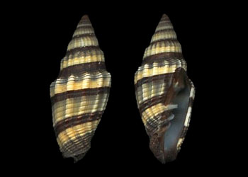 涡螺总科 Volutacea 蓝色动物学（中国动物学科普）